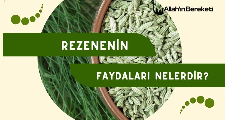 Rezenenin Faydaları Nelerdir, Etkileri Nelerdir? | Allah'ın Bereketi ...